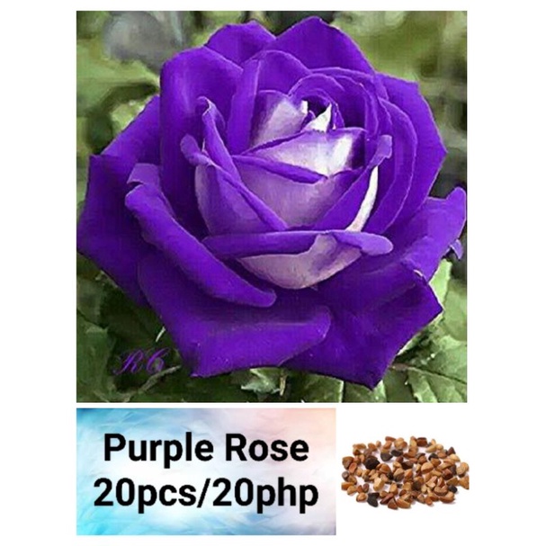 Purple Rose Seeds (20pcs) | Shopee Philippines