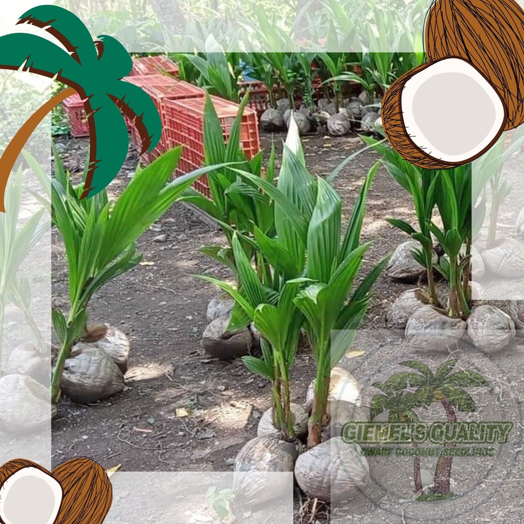 2PCS TACUNAN DWARF COCONUT SEEDLINGS | Shopee Philippines