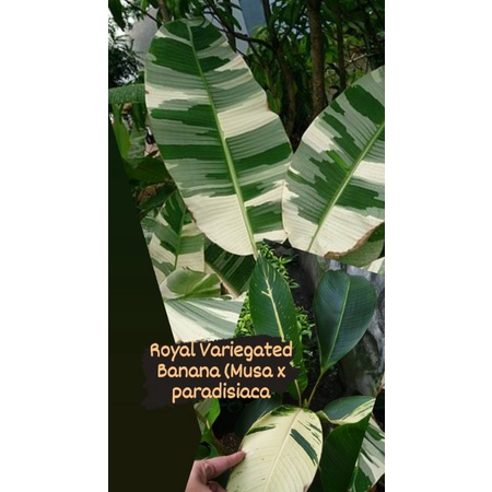 Heliconia Indica Musa Variegata Banana | Shopee Philippines