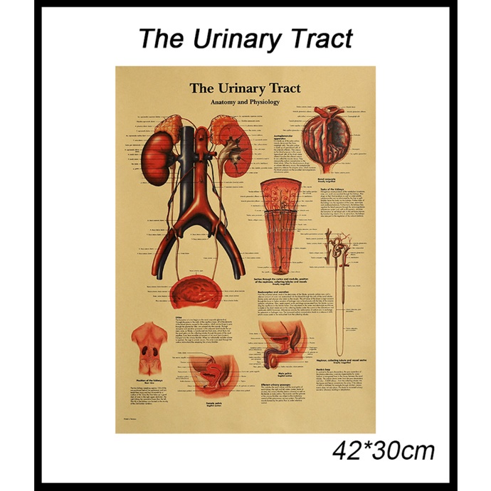 Human Body Structure Skeleton System 'Urinary Tract' Retro Poster ...