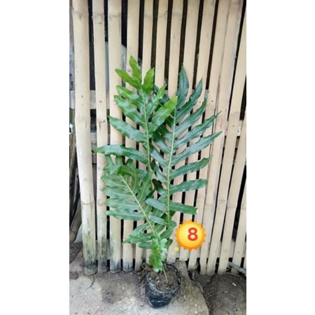 PHYMATOSORUS SCOLOPENDRI/MONARCH FERN/LIVE PLANT (Small-medium-big ...