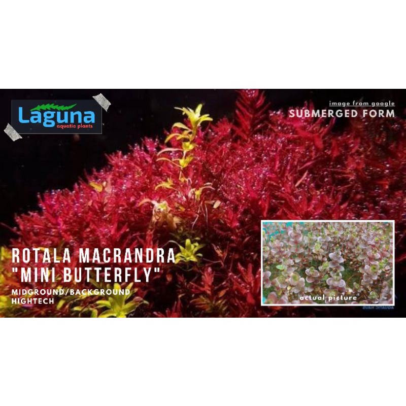 Rotala Macrandra Mini Butterfly aquatic plants (10pcs+) | Shopee Philippines