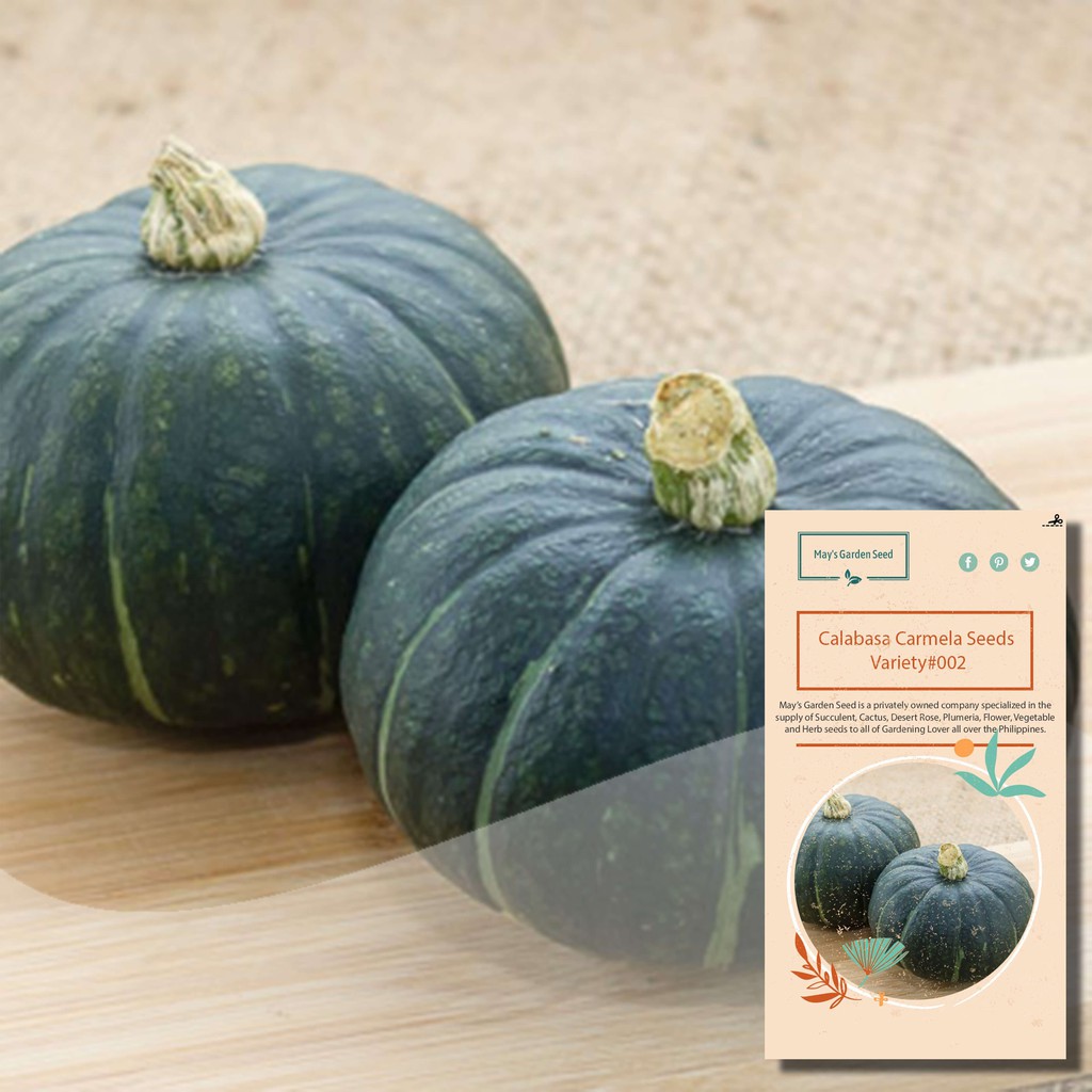 Calabasa Carmela Seeds, Pumpkin Kalabasa Seeds, Vegetable Seeds#002 ...