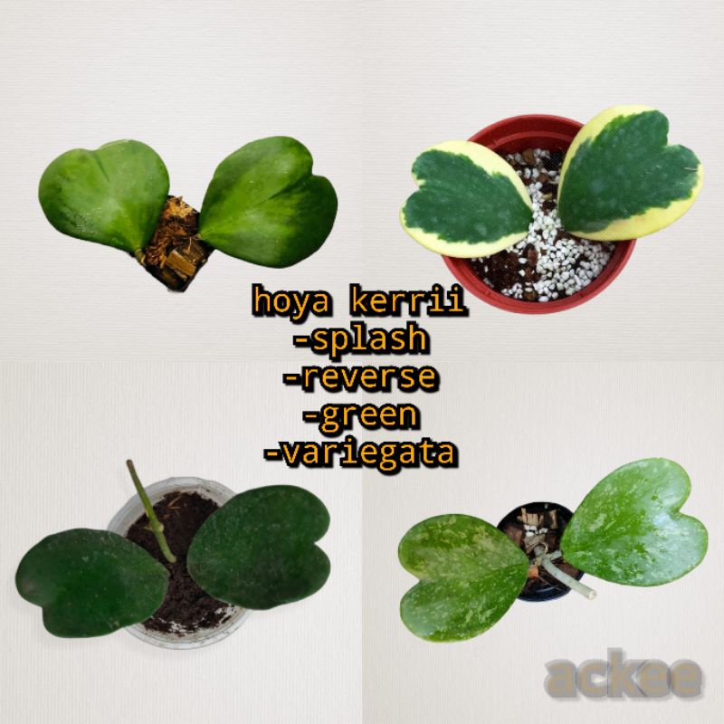 Hoya Kerii Varieties (pls read description) | Shopee Philippines