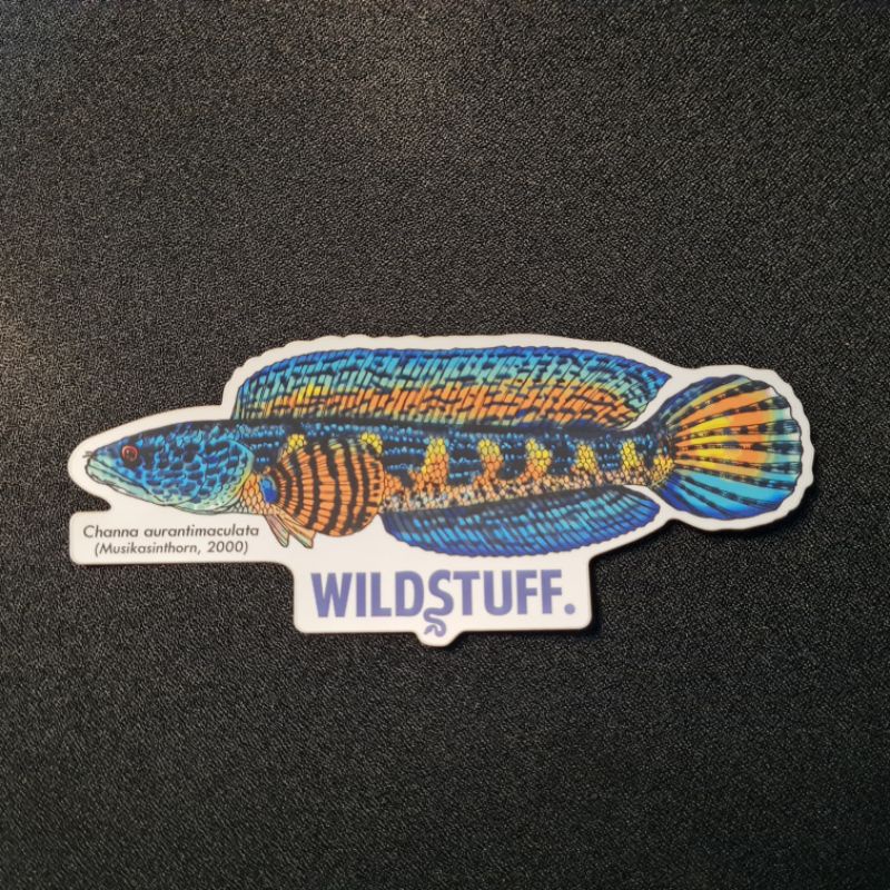 CHANNA AURANTI PREMIUM FISH STICKER | Shopee Philippines