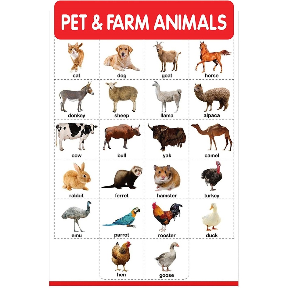 ANIMALS POSTERS, Animals Charts, Laminated Educational chart for kids ...
