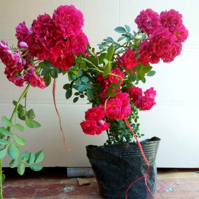 50pcs Aucklandia seed creeper plant strong fragrance four seasons rose ...