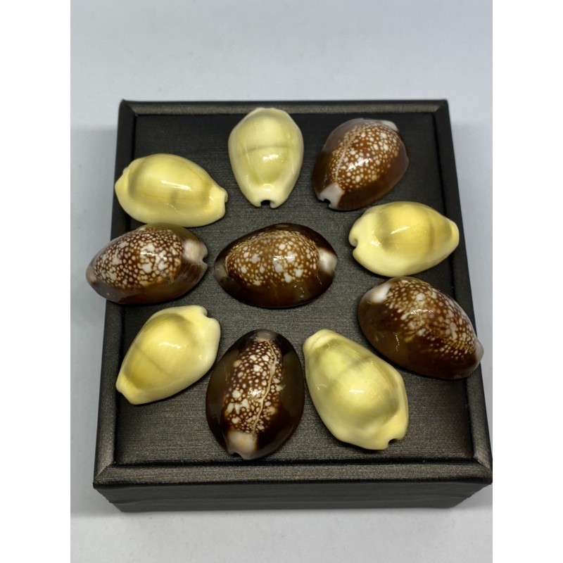Shell Solve Various Types Of Premiums Size 2.5CM Set Of 10 Pieces ...
