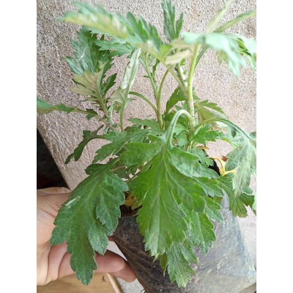 Khingpaul12 Seeds repack Herbal plant (Damong Maria) seed ling bag Poly ...