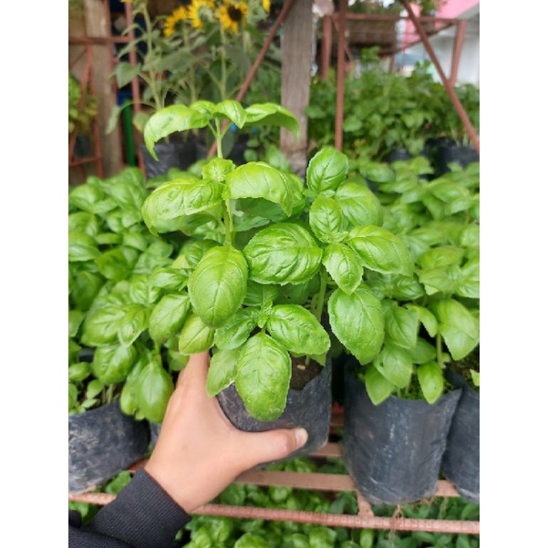 Basil Herbs (luzon area only) | Shopee Philippines