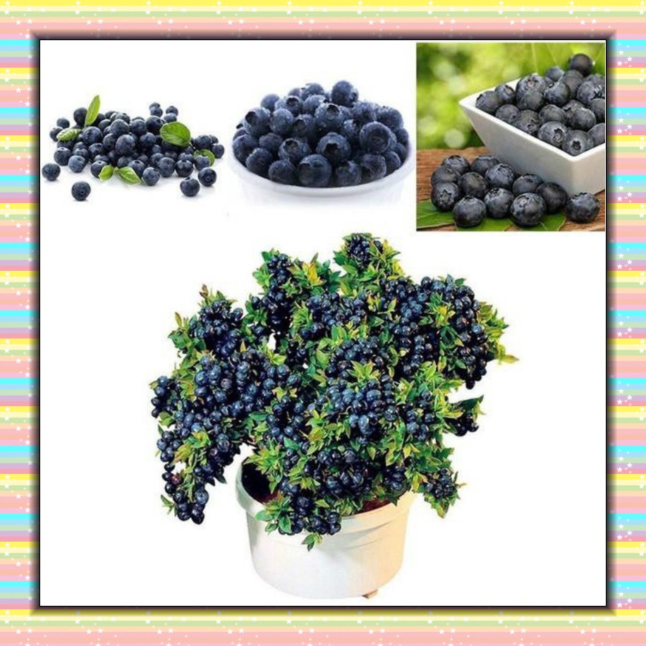 100Pcs Blueberry Tree Seed Fruit Blueberry Seed Potted Bonsai Seeds ...