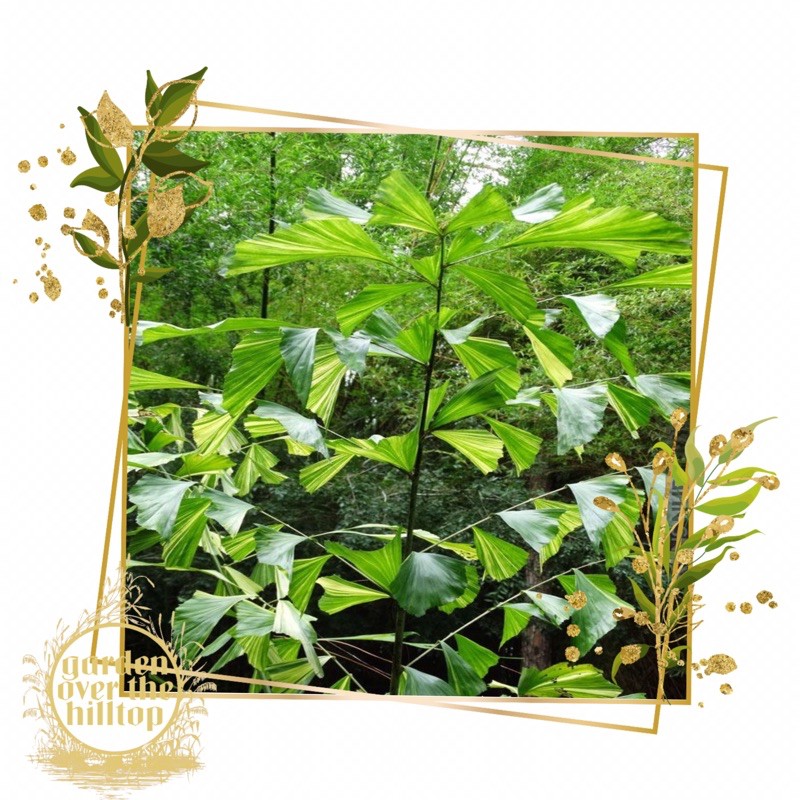fish tail palm tree/pugahan/caryota mitis seeds | Shopee Philippines