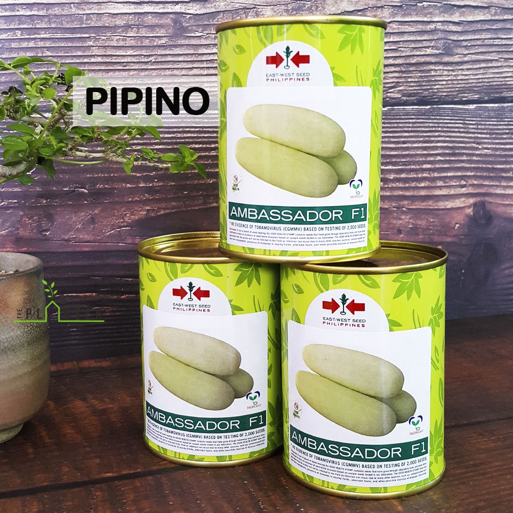 AMBASSADOR F1 ( 50g ) / PIPINO / PUTING PIPINO / CUCUMBER - EAST - WEST ...