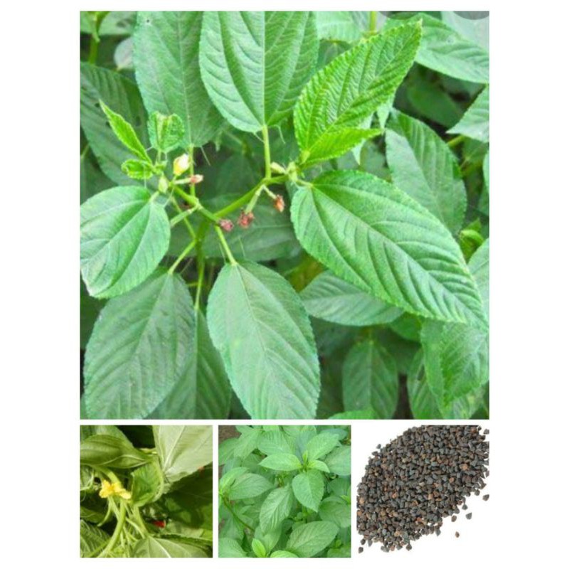 Saluyot Jute seeds/Corchorus Olitorius(50 seeds) | Shopee Philippines