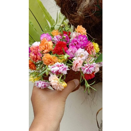 Mix Vietnam Rose 10Cuttings | Shopee Philippines