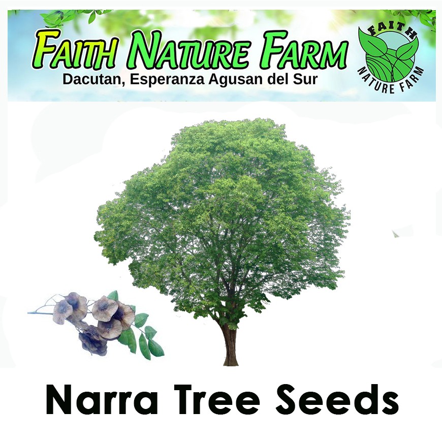 Narra Tree Seeds ( 7 seeds ) | Shopee Philippines