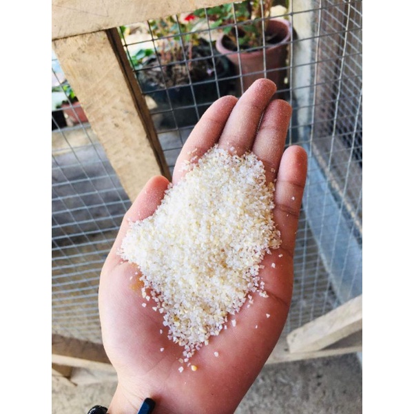 Masbate Corn Rice #14 (25kg) | Shopee Philippines