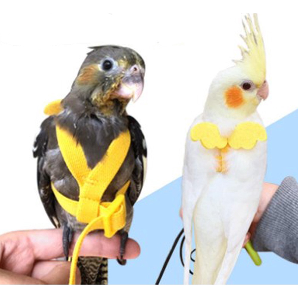 Parrot Strap, Bird Flying Rope, Bird Angel Wings, Cockatiel, Budgerigar ...