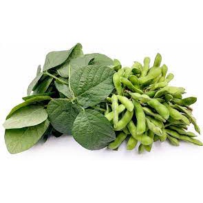 SITAO/BEANS SEEDS - SITAO BATAW PATANI SIGARILYAS BAGUIO BEANS | Shopee ...