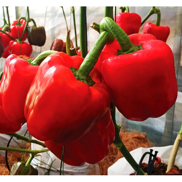 HIGH QUALITY SILI SEEDS (Siling Labuyo/Demonyo/Taiwan, Bell Pepper ...