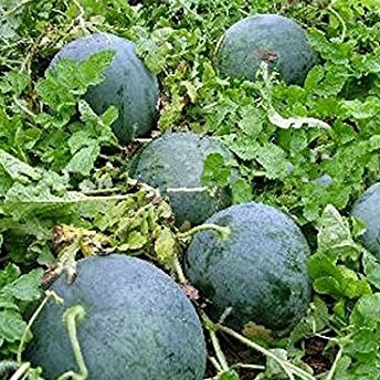 WATERMELON SEED`S " BUFFALO " BIG SIZE PAKWAN FRUIT | Shopee Philippines