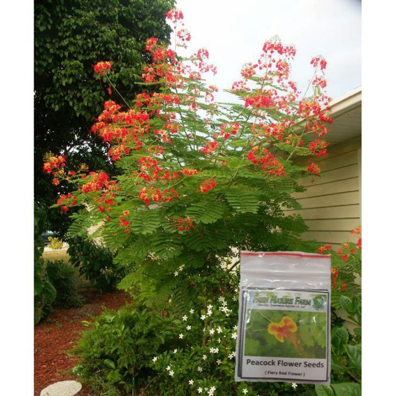 Caballero Flower Tree seeds(10seeds) | Shopee Philippines