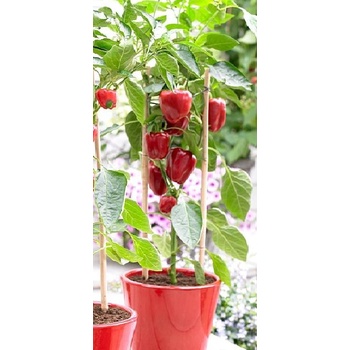 HIGH QUALITY SILI SEEDS (Siling Labuyo/Demonyo/Taiwan, Bell Pepper ...
