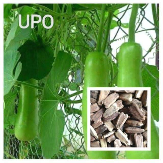 Vegetables Gardening Seeds Different kinds of Seeds | Shopee Philippines