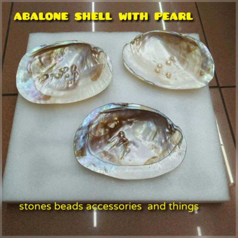 abalone shell with pearl per piece. .. | Shopee Philippines