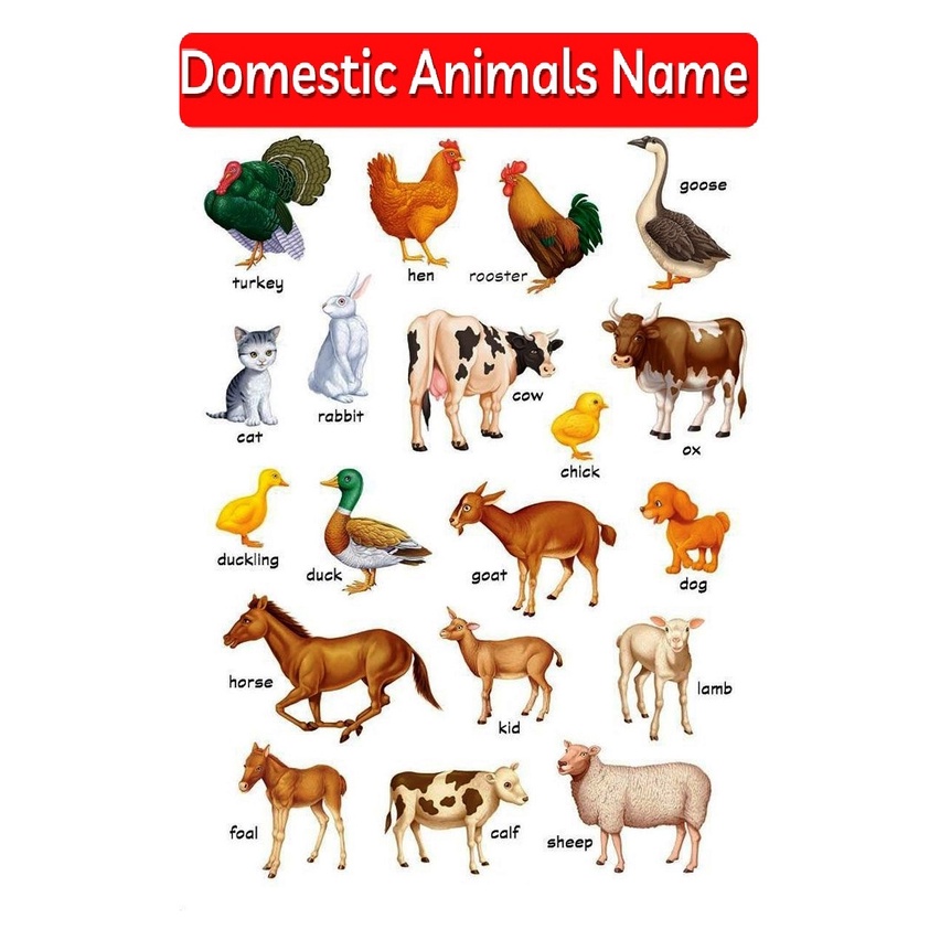 ANIMALS POSTERS, Animals Charts, Laminated Educational chart for kids ...