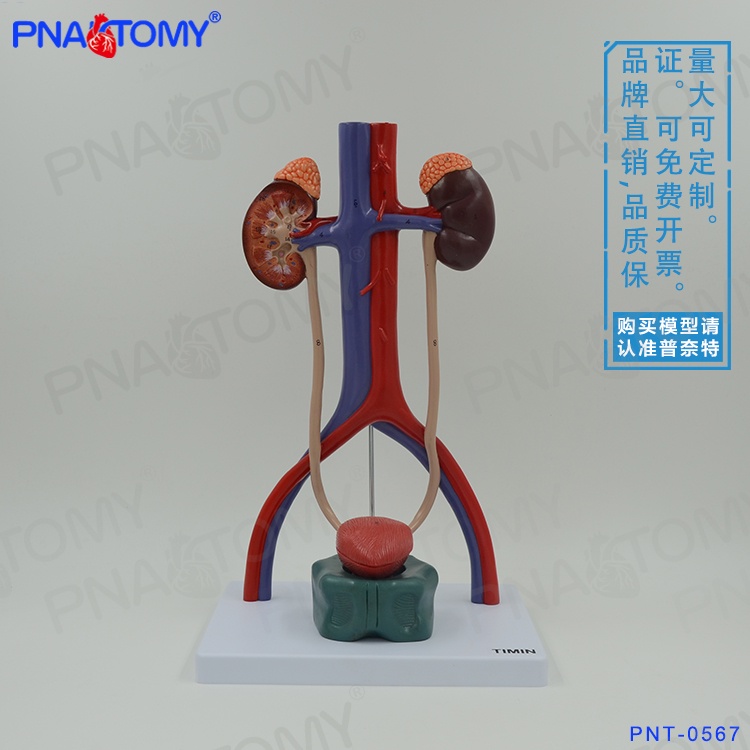 Human bladder kidney ureter urethra urogenital system arteriovenous ...