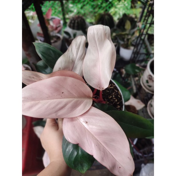 3 in 1 PINK CONGO PHILODENDRON LIVE PLANT | Shopee Philippines