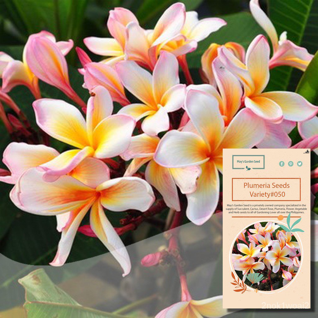 Spot 100% plump seedsBig Flower Type Orange and Yellow Center Pink Edge ...