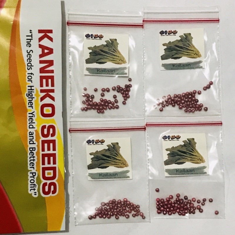 VEGETABLES Plant Seeds (Pechay, Sili, Okra, Talong, Tomato, Lettuce ...