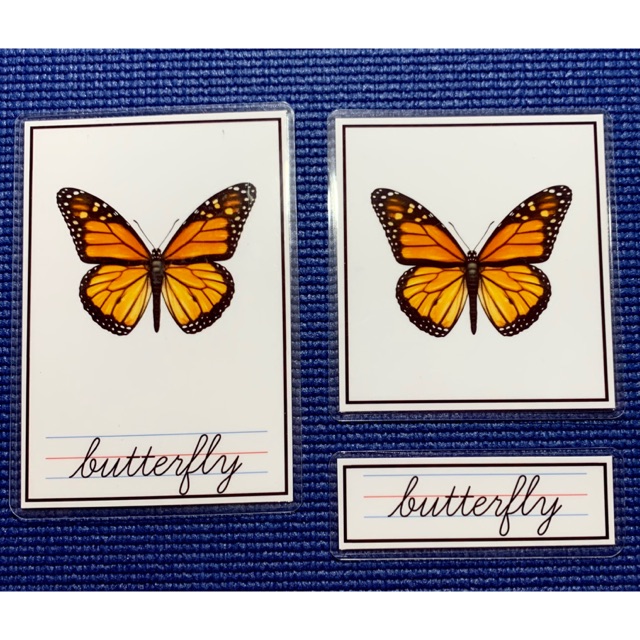 Montessori Three-Part Cards (Parts of a Butterfly) Cursive/Print ...