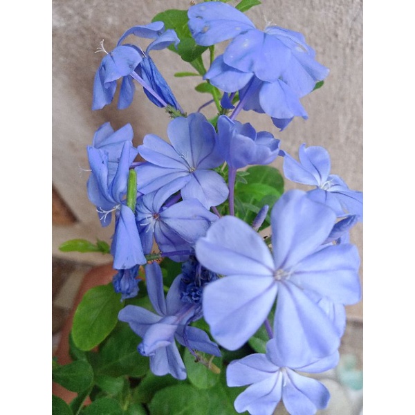 Seeds Repack Forget me not purple flower seed ling in poly bag | Shopee ...