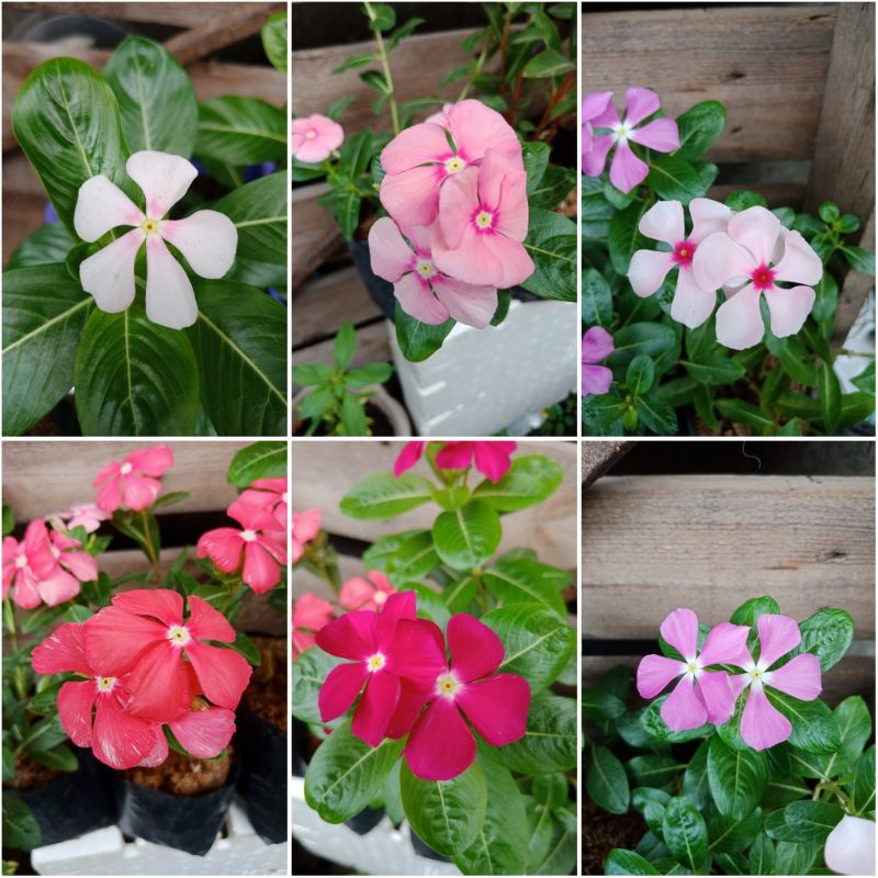 15 - 25pcs Periwinkle / Vinca / Chichirica seeds | Shopee Philippines