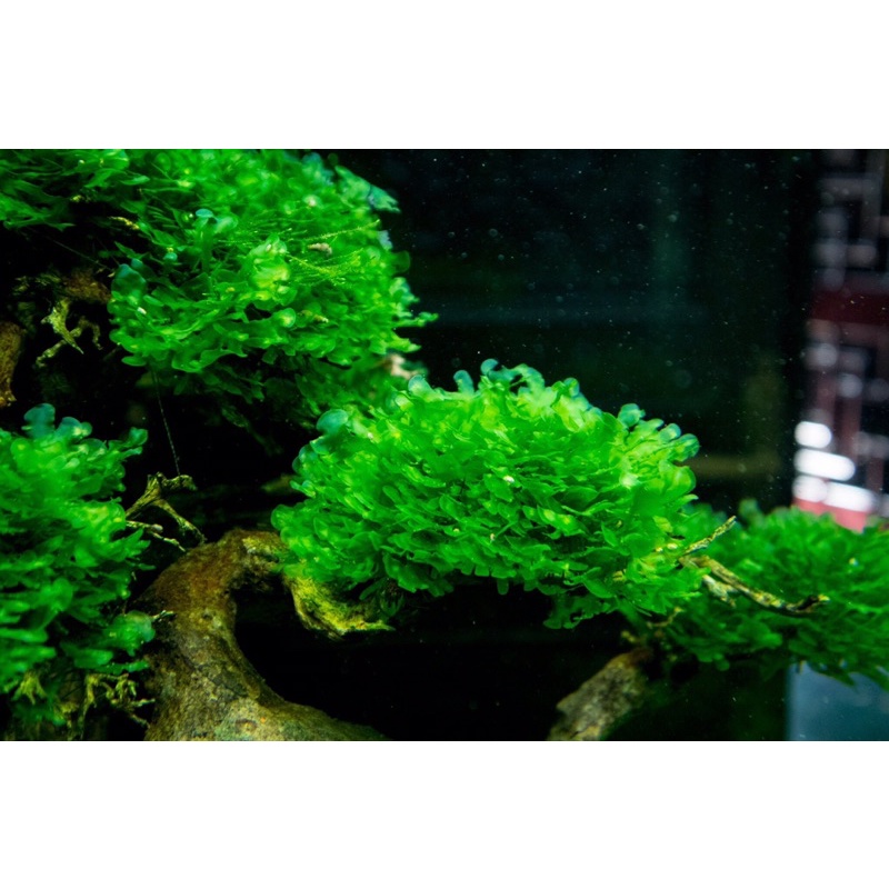 PELIA Aquatic Moss Easy to Grow - No Co2 Needed | Shopee Philippines