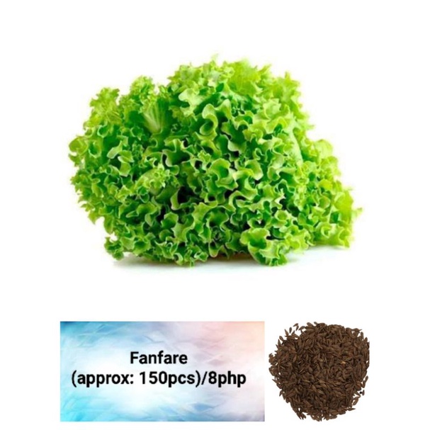 Fanfare Lettuce Seeds (approx: 150pcs) | Shopee Philippines