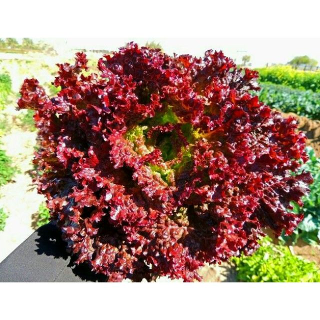 Lolla Rosa Lettuce/Seeds | Shopee Philippines