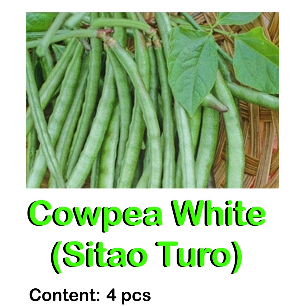 Vegetables Seeds kamatis talong pechay ampalaya sigarilyas upo lettuce ...