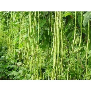 Shop sitaw for Sale on Shopee Philippines