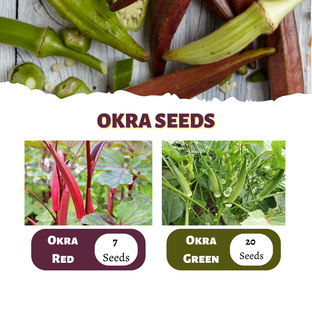 Green (15) and Red Okra Smooth (7) Variety Seeds | Shopee Philippines