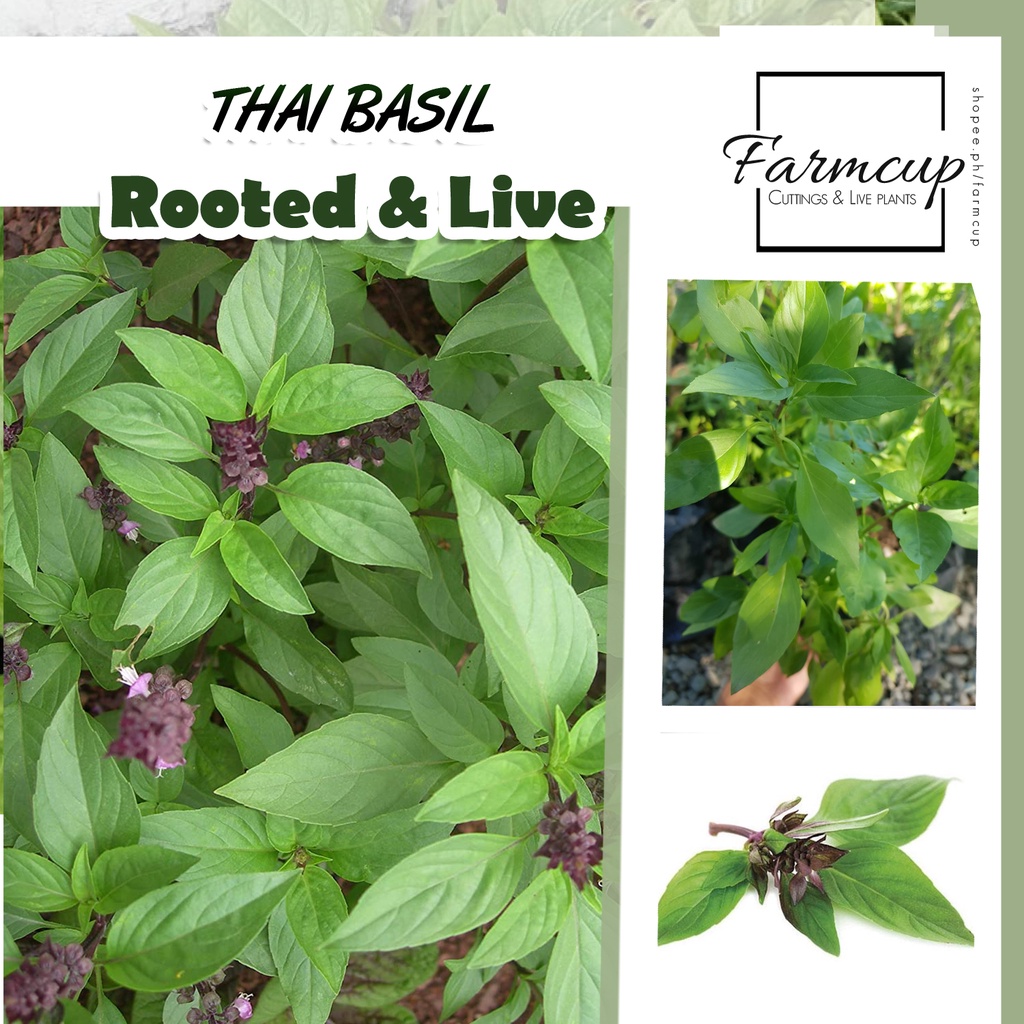 THAI BASIL LIVE SEEDLINGS | Shopee Philippines