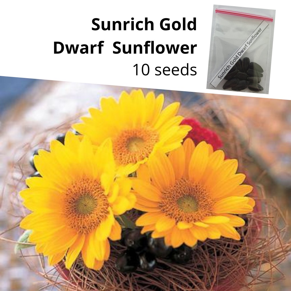 Sunrich Gold Dwarf Sunflower | Rare Flower Seeds | Shopee Philippines