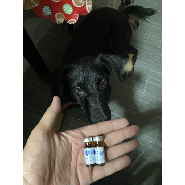 Legit detick For tick and flea for dogs and cats. | Shopee Philippines