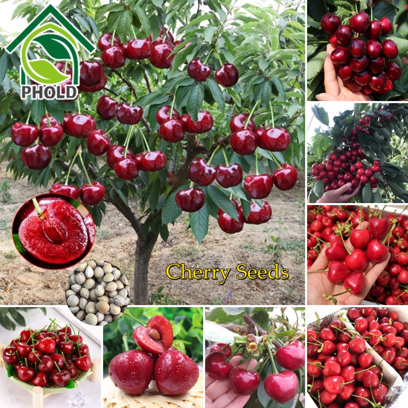 [Fast Grow] Philippines Ready Stock 10Pcs Cherry Seeds Sweet and ...
