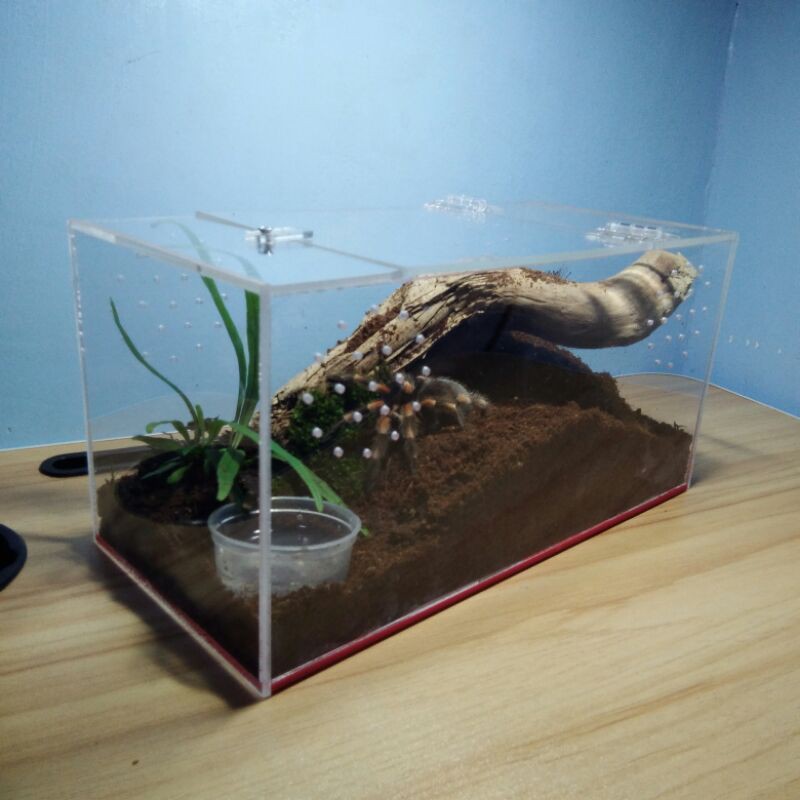 6*6*10/5*5*12inches Acrylic Enclosure for Tarantulas and Pets | Shopee ...