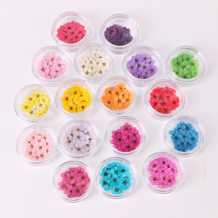 20pcs manicure dried flower spiraea small plum blossom narcissus ...
