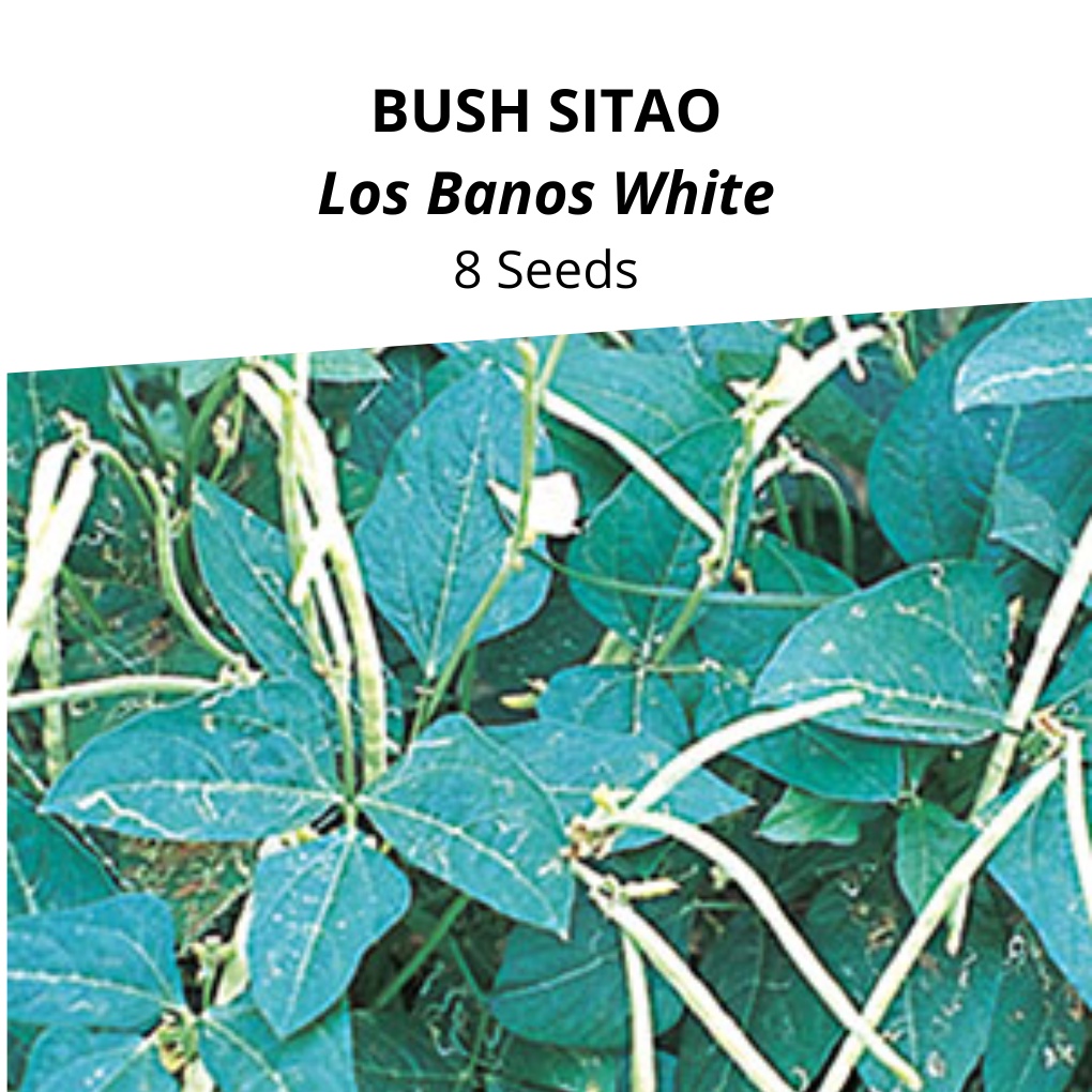 Bush Sitao Los Banos White Seeds | Shopee Philippines